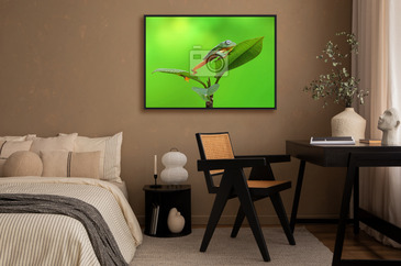 Plakat Tree Frog, Flying Frog walk on leaves na wymiar • ropucha, noc ...