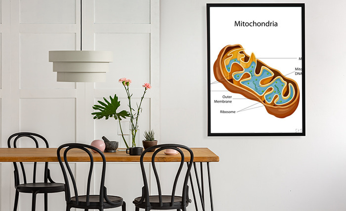 Poster Education Chart of Biology for Mitochondria Diagram op maat ...