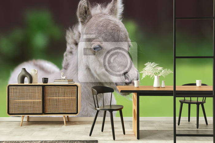 Fototapeta HF NOBLES GULLIVER - najmniejszy koń na świecie w 2017 roku ...