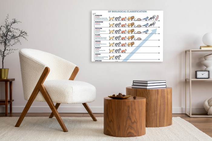 Obraz Classification of living things as biological hierarchy outline ...