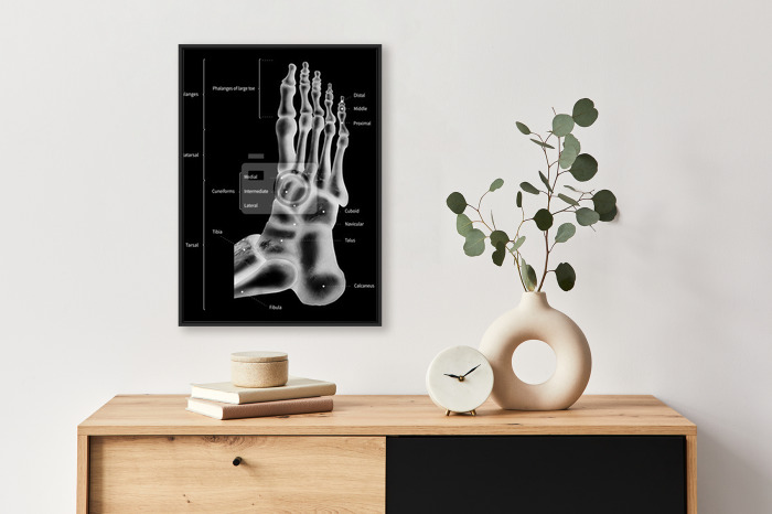 Plakat Infografika schemat anatomii ludzkiej stopy anatomii systemu na ...