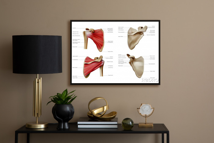 Plakat Anatomy and structure of the scapula and bone muscles of the na ...