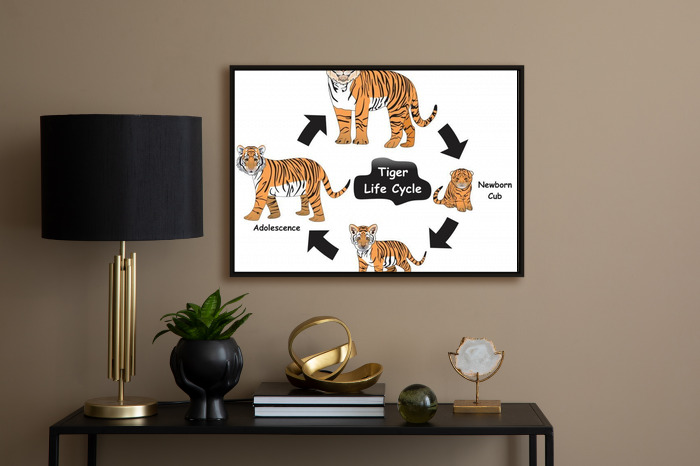 Plakat Tiger Life Cycle Infographic Diagram showing different phases na ...
